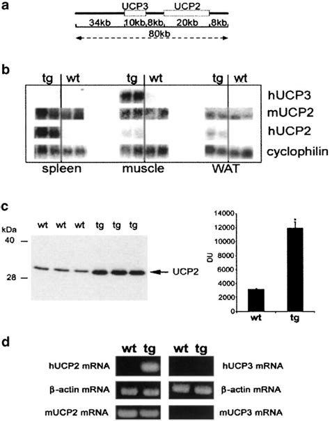 Transgene Expression Patterns A Schematic Drawing Of The Human Download Scientific Diagram
