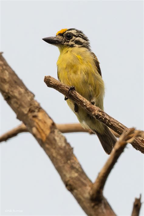 Yellow Fronted Tinkerbird Pogoniulus C Chrysoconus Flickr
