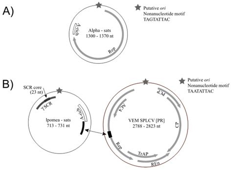 Viruses Free Full Text Begomovirus Associated Satellite Dna