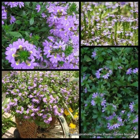 Scaevola Mauve Clusters 1 Plants Blue Ribbon Fairy Fan Flower Native Aemula