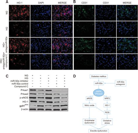 Inhibition Of Microrna 92a Improved Erectile Dysfunction In Streptozotocin Induced Diabetic Rats