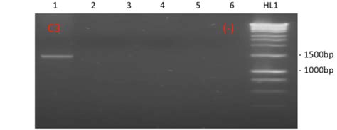 4 Genotyping Of Es Cells Displaying Targeted Integration When Targeted Download Scientific