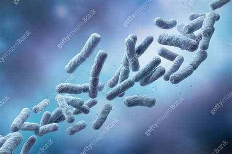 Microscopic Of Bacteria Cells Lactic Acid Bacteria Probiotic Bacterium 3d Rendering 이미지
