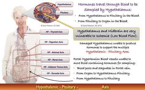 Hypothyroidism Secondary To Hypothalamic Pituitary Thyroid Hpt Axis