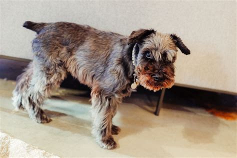Cairn Terrier Schnauzer Mix