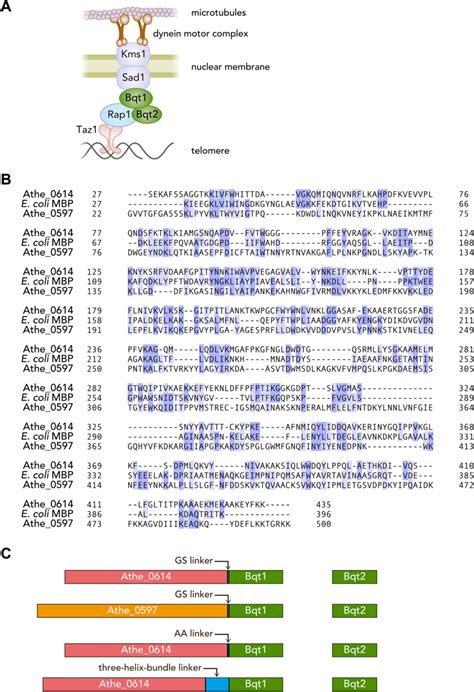 A Schematic Diagram Of The Fission Yeast Telomere Tethering Complex Download Scientific