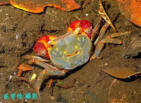 Crab Database · Crabs · Species Chiromantes Haematocheir