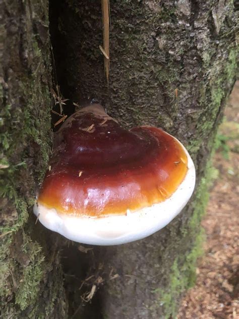 Wild Ganoderma Lucidum