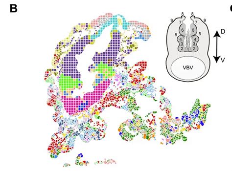 空间转录组多样本niche的比较分析（visium And Xenium And Hd）niche生态位空间转录组 Csdn博客