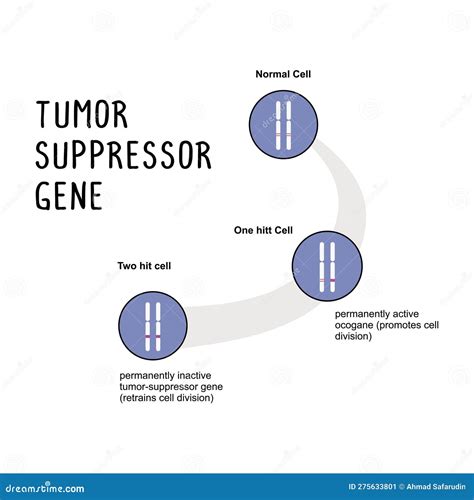 Tumor Suppressor Gene A Gene That Regulates Cell Growth And Division Vector Illustration