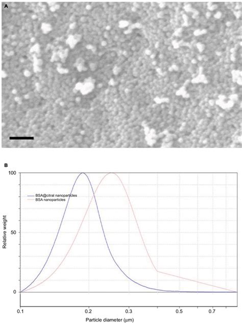 Bsa Nanoparticles Were Prepared By The Desolvation Method A Sem