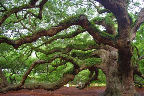 Plant Library Angel Oak Quercus Virginiana Of Charleston Sc