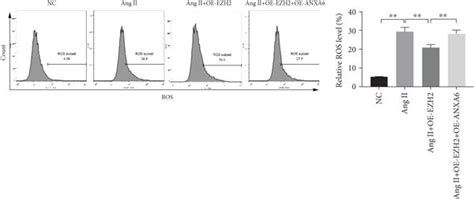 Ezh2 Overexpression Inhibits Ang Ii Induced Ros Production By