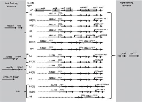 diversity of tn1546 transposon types among e faecalis vana isolates