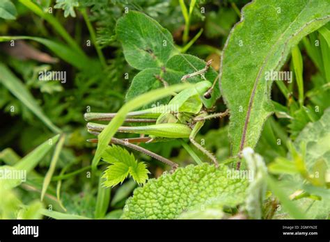 A Large Green Grasshopper Hiding In The Green Grass Insect Close Up