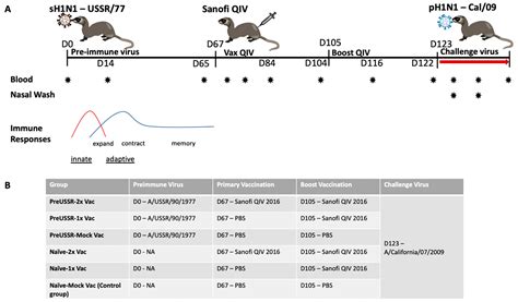 Historical H1n1 Influenza Virus Imprinting Increases Vaccine Protection