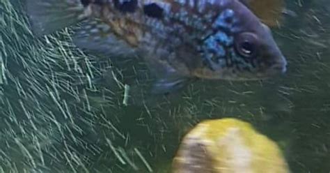 What Is This Fish Album On Imgur