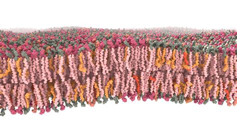Phospholipids—the Preferred Carrier To The Brain Fenix Health Science