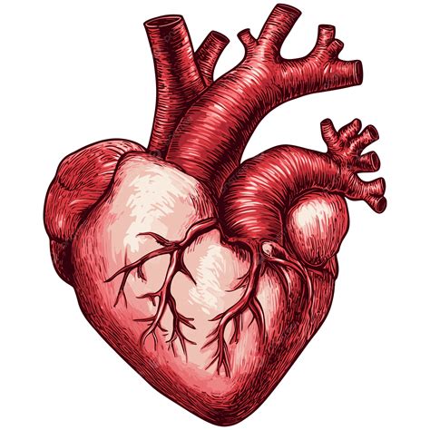 Real Anatomical Heart