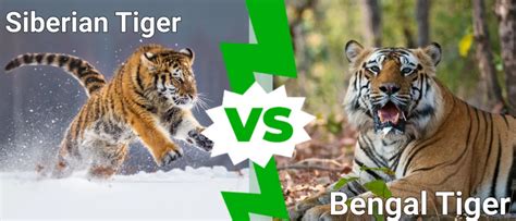 Bengal Tiger Vs Siberian Tiger