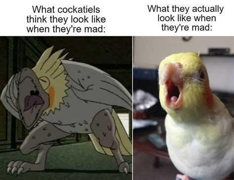 Cockatiel Meme Funny Cockatiel Memes Cockatiel Bird Funny Cockatiel