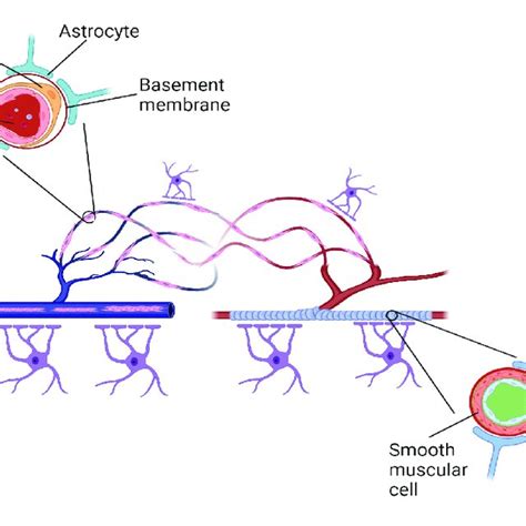 The Neurovascular Unit Upper Part Of The Image Represents An