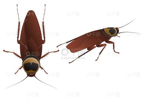 Bug背景 蟑螂 模板免费下载 Ai格式 626像素 编号65204827 千图网