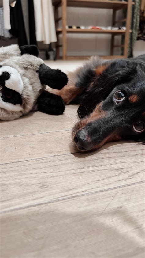 Linguine The Weenie Itslinguinetheweenie • Instagram Photos And Videos