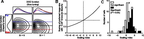 Figure 5 From Computation Of Object Size In Visual Cortical Area V4 As