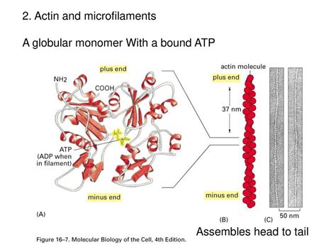 The Cytoskeleton And Intermediate Filaments Ppt Download