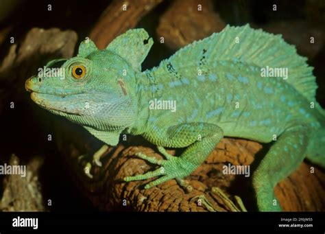 The Plumed Basilisk Basiliscus Plumifrons Also Called Commonly The