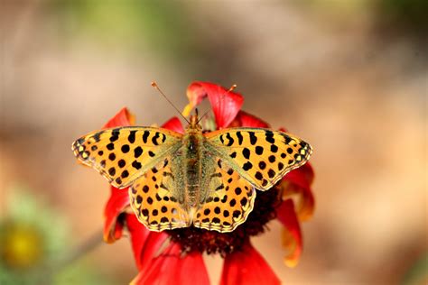 Bildet Blomst Anlegg Sommerfugl Insekt Pollinator Arthropod