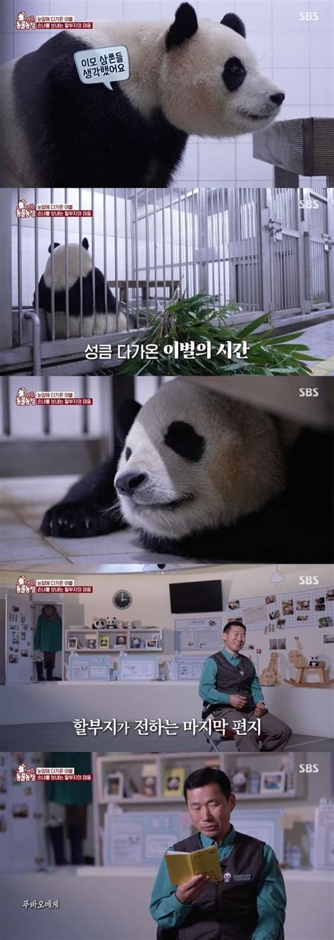 더쿠 우리 큰 곰 손녀 푸바오할부지 강철원 사육사 마지막 편지 Oh쎈 포인트