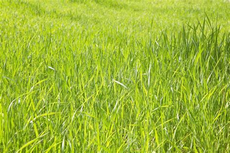 Fresh Green Wild Grass Field Uncultivated Field Rural Scene Stock