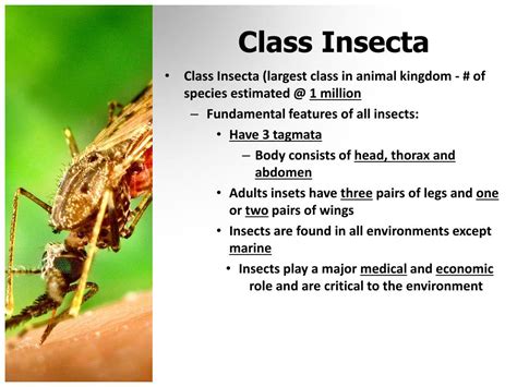 Ppt Arthropoda Powerpoint Presentation Free Download Id2012004
