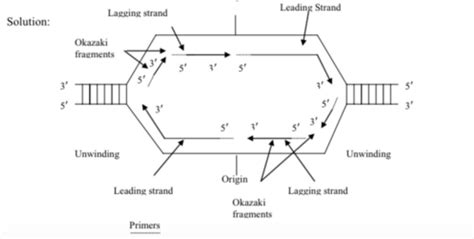 Draw A Molecule Of Dna Undergoing Linear Eukaryotic Replicatiion On Your Drawing Identify