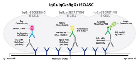 Mouse Igg1 Igg2a Igg3 Three Color Fluorospot Immunospot®