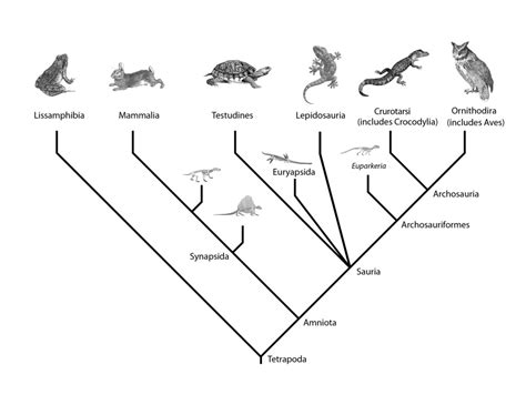 Tetrapoda Tree And Synapomorphies Diagram Quizlet