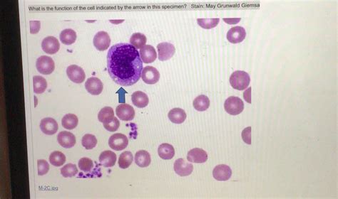solved what is the function of the cell indicated by the
