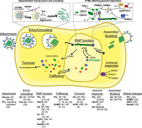 Influenza Virus Replication