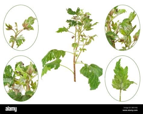 Infection Of Black Currant By Grey Mould Botrytis Cinerea Botryotinia