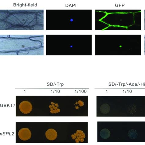 Subcellular Location And Transactivation Activity Analysis Of Smspl2