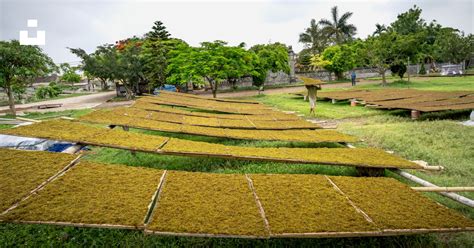 A Row Of Grass Drying In A Field Photo Free Farm Image On Unsplash