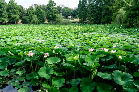 여름 정원의 물 표면에 만개하고 녹색 잎이 있는 많은 선명한 분홍색과 흰색 백합 꽃은 부드러운 초점으로 촬영한 아름다운 야외 꽃