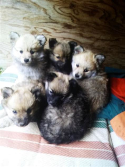 Miss Judys Pomeranian Added A Miss Judys Pomeranian