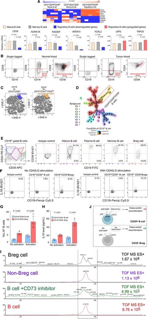 Tumor Associated Cd19 Cd39− B Regulatory Cells Deregulate Class Switch