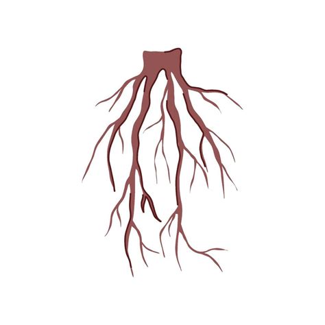 Graphic Tree Root Cartoon Illustration Vector Art At Vecteezy
