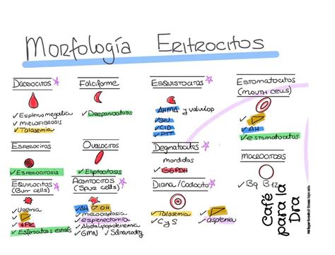 Hematologia Morfologia Eritrocitos E Inclusiones Eritrocitarias Dra Baltodano Udocz