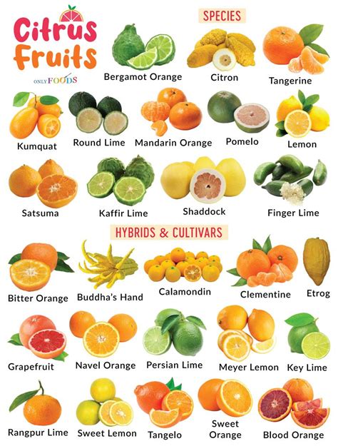 Types Of Berries List Of 49 Berries With Yummy Pictures Artofit