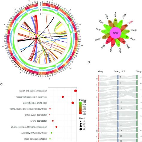 Genome Assembly Of Mung Bean And Comparative Genomic Analysis Of Download Scientific Diagram